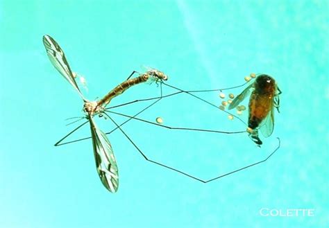 Tree Frogs Lizards Eggs Hatching Colette Dowell