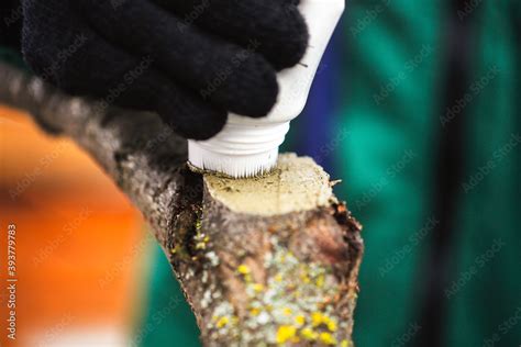 Correct Processing Of A Saw Cut Of A Tree Processing Of A Place Where A Cut Of A Fruit Tree Is