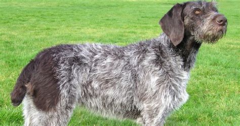 ¿qué Pasó Con Cricket Una Cachorra De 14 Meses Y Por Qué Está En Medio