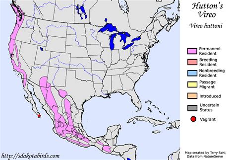 Huttons Vireo Range Map South Dakota Birds And Birding