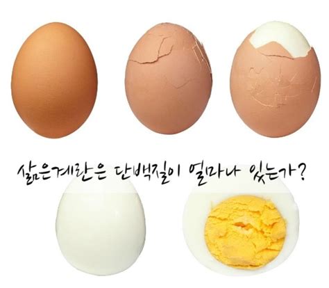 삶은계란 단백질 1일 단백질 섭취량 채우려면 몇 개 네이버 블로그