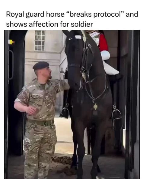 Royal Guard Horse Breaks Protocol Album On Imgur