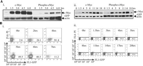 C Myc Is A Universal Amplifier Of Expressed Genes In Lymphocytes And Embryonic Stem Cells Cell