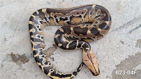 Chrome Dome Sumatran Short Tailed Python By Bio Boutique Morphmarket