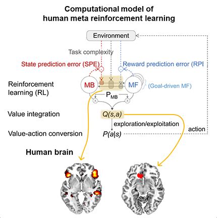 Reinforcement Learning Algorithms Tell Us About How The Human Brain