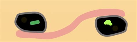 Cell Signalling Flashcards Quizlet