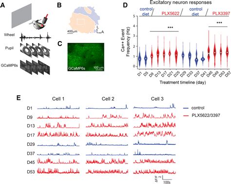 Microglia Elimination Increases Neural Circuit Connectivity And Activity In Adult Mouse Cortex Pmc