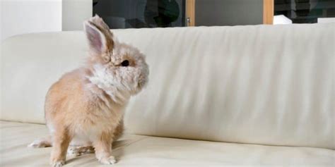 The Best Rabbit Litter Box The Six Top Trays To Buy Now