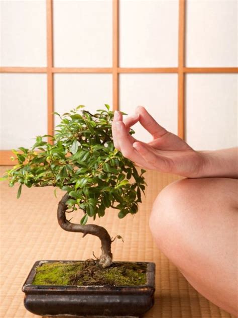 Symbolism Of Bonsai Tree Common Types And Meanings Sarah Scoop