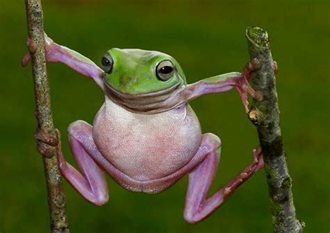 Links Naked Capitalism