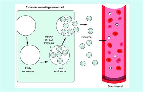 Exosomes Biogenesis And Sorting Into The Blood Exosome Can Be Either