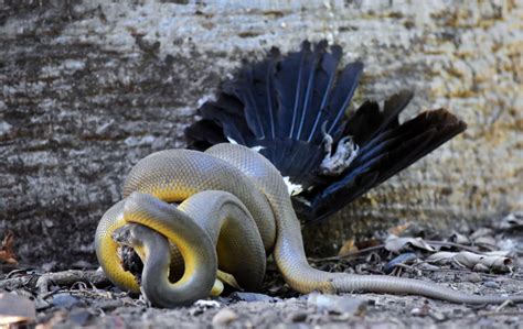 The Water Python Or Yellow Bellied Python Has Captured A Magpie Lark