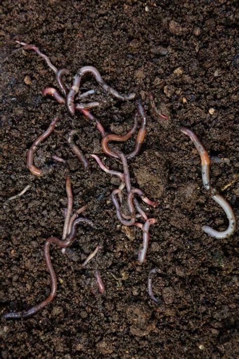 Worm Composting 101 Everything You Need To Know