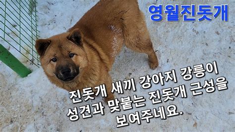 진돗개 새끼 강아지 강릉이 성견 진돗개와 맞붙는 진돗개 근성을 보여주네요 Youtube
