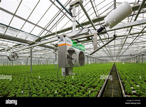 Airobug Fully Automatic Blower Used As Pest Control System In Greenhouse With Azaleas Stock