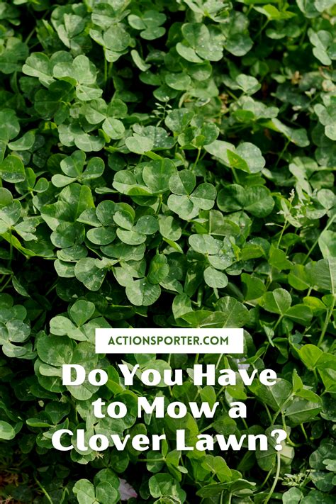 Do You Have To Mow A Clover Lawn Clover Lawn Mowing Lawn