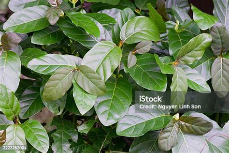 생생한 바이올린 잎 무화과 무성한 녹색 열대 단풍 성장과 신선함을 상징하는 역동적인 자연 배경 질감을 만듭니다 0명에 대한 스톡 사진 및 기타 이미지 Istock