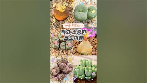 😍 희귀식물 희귀다육 식물 다육 다육이 코노피튬 엑스플랜트 Koreansucculents Plantlover Succulentlover