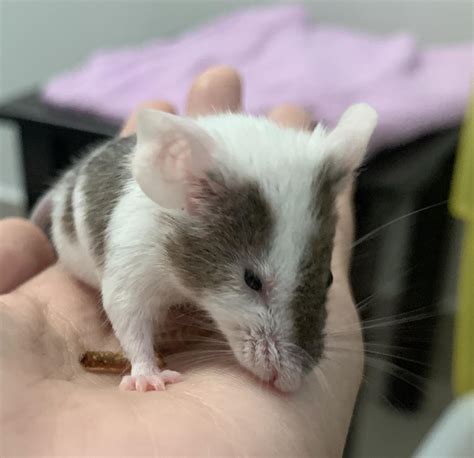 Why Is My Mouse Squinting On His Right Eye Scrolller