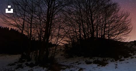 하늘에 나무와 별이있는 설원 사진 Unsplash의 무료 자연 이미지