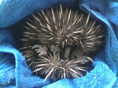 Echidna Getting Into Its Protective Ball Echidna Australian