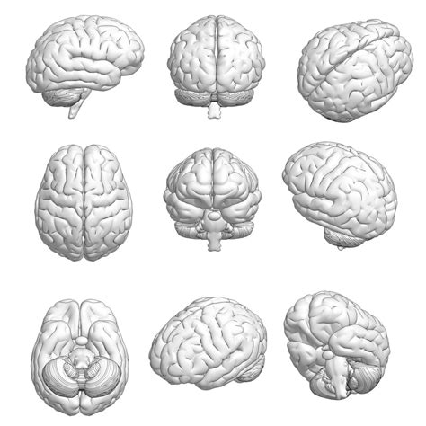 Are Male And Female Brains Different