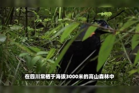 四川达古冰川保护区首次发现国家一级重点保护动物荒漠猫