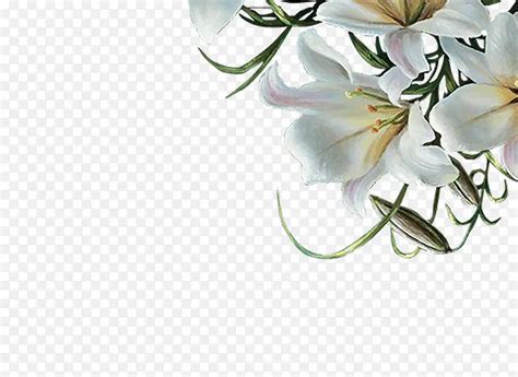 白色百合花PNG图片素材下载 图片编号qlbnvnvm 免抠素材网