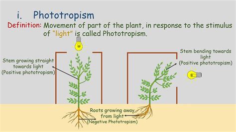 Chemotropism In Plants