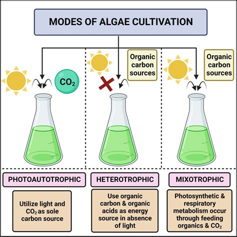 Different Cultivation Modes Of Algae Download Scientific Diagram