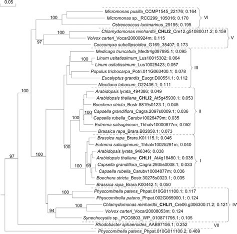 phylogenetic tree constructed for comparative purposes based on the