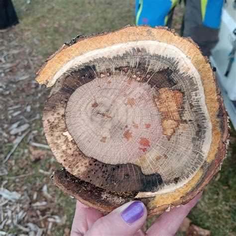 Beautiful Codit Trees Are Awesome Decay And Holes Mean Nothing