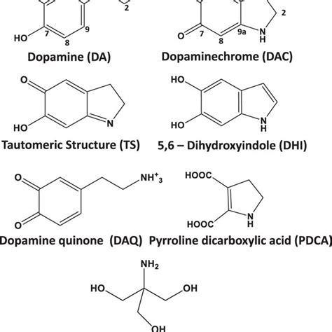 Building Blocks Of Polydopamine Chemical Structures Of The Expected