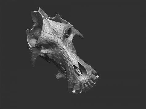 Daeodon Shoshonensis Skull 3d Model By Rbonnacoelho