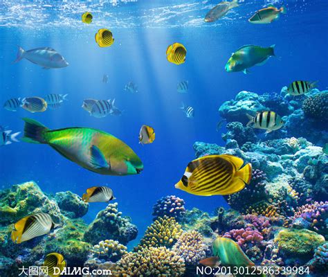 海洋生物图片大全大图 神秘海洋生物大全图 微信公众号文章