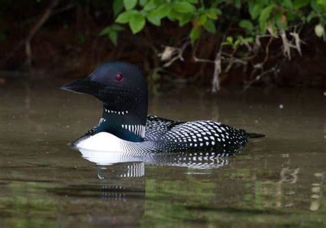 Loon Symbolism 8 Spiritual Meanings Of Loon