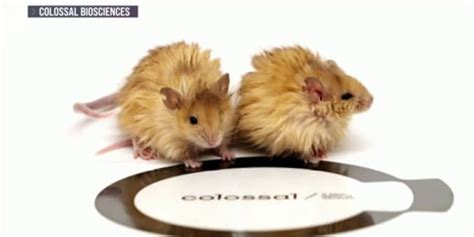 Elon Musk Says He Is ‘jewish By Association During Antisemitism Conversation