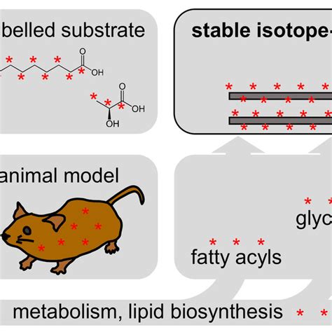 Pdf Analytical Considerations Of Stable Isotope Labelling In Lipidomics