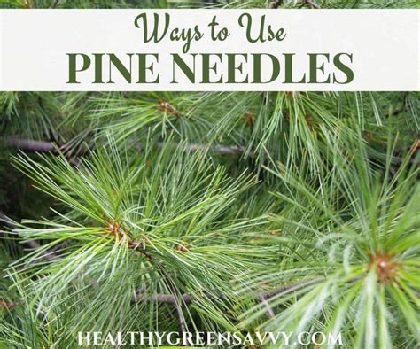 12 Amazing Uses For Pine Needles Yes Theyre Edible
