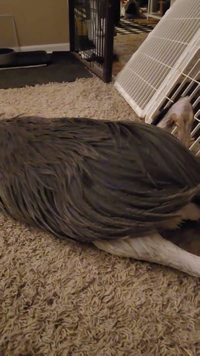 Greater Rhea Ginger Stretching It Out While Warming Up Inside 2023 ️😂