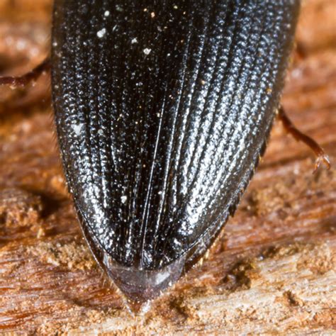 Unknown Ampedus BugGuide Net