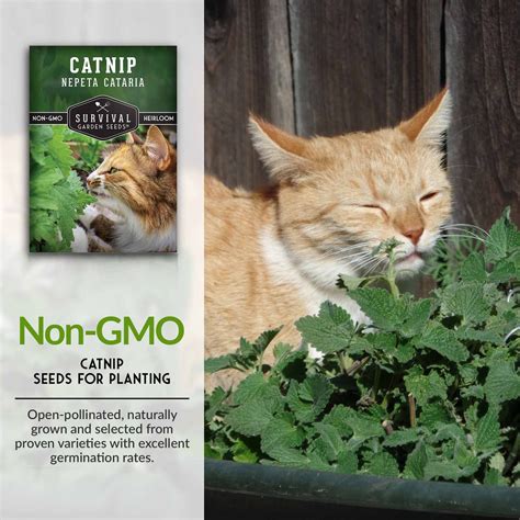 Catnip Seeds Treat For Cats And Herbal Tea Plant Survivalgardenseeds
