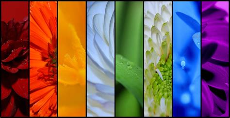 무료 이미지 자연 식물 화이트 창문 유리 빗방울 장미 꽃 주황색 무늬 선 녹색 빨간 색깔 매크로 푸른 노랑 정원 닫기 야생의 꽃 똑똑