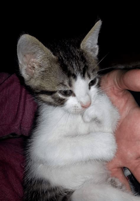 Lil Drifty Boi Rinitiald