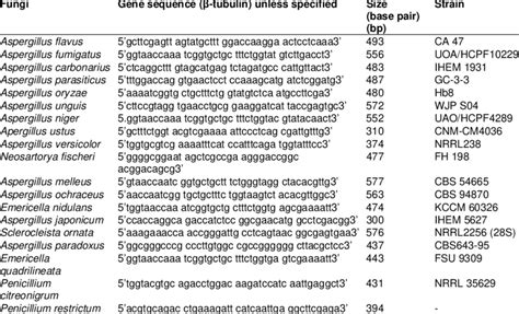 The Identified Fungal Species And Their Partial β Tubulingene Sequences