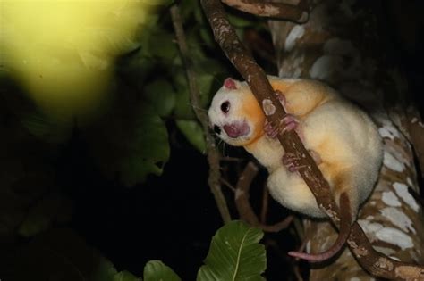 Common Spotted Cuscus Characteristics Habitat And Reproduction