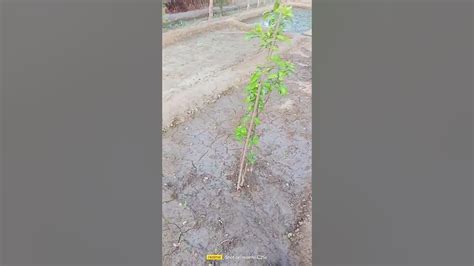 گھر کی کھیتی اور سرسوں کا ساگ Youtube