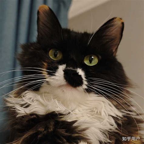 这样的三花小猫长大后会是什么样 知乎