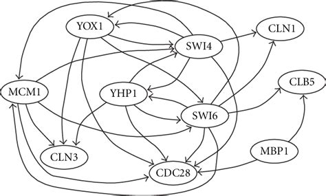 structure of part of yeast cell cycle network download scientific