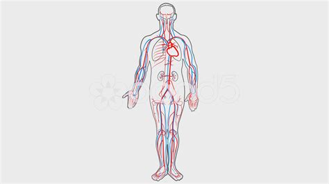 Circulatory System Animation